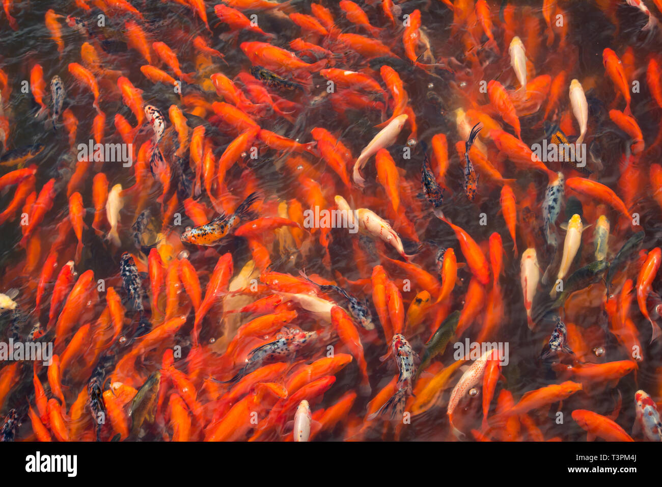 chinese fish in a pond in China Stock Photo - Alamy