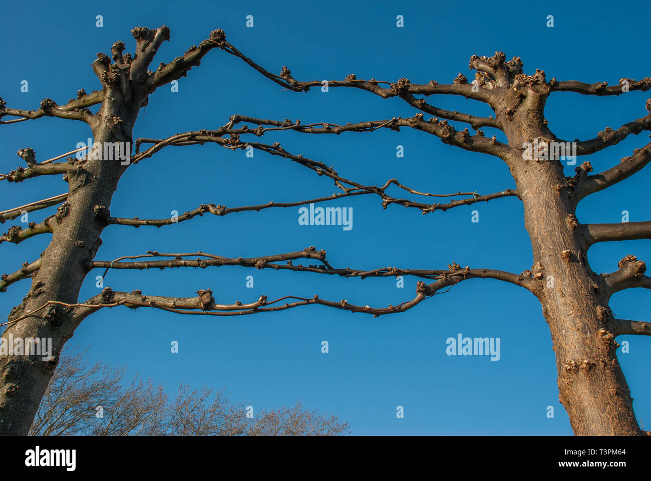 Fence from the tree With a sky backdrop Stock Photo - Alamy