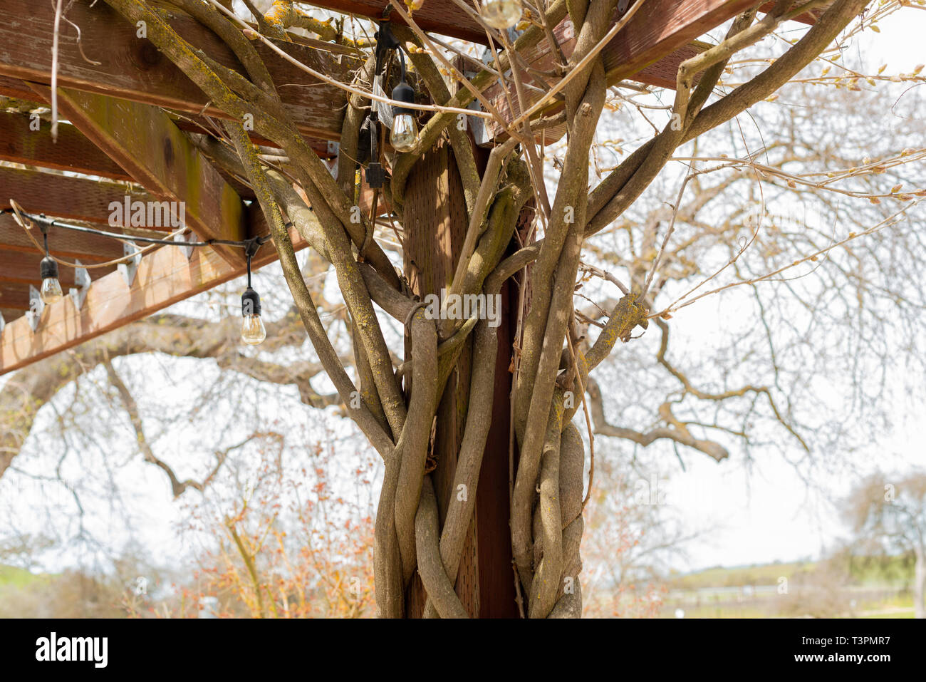 structure made of trusses trellice and lights in a tree full of ...