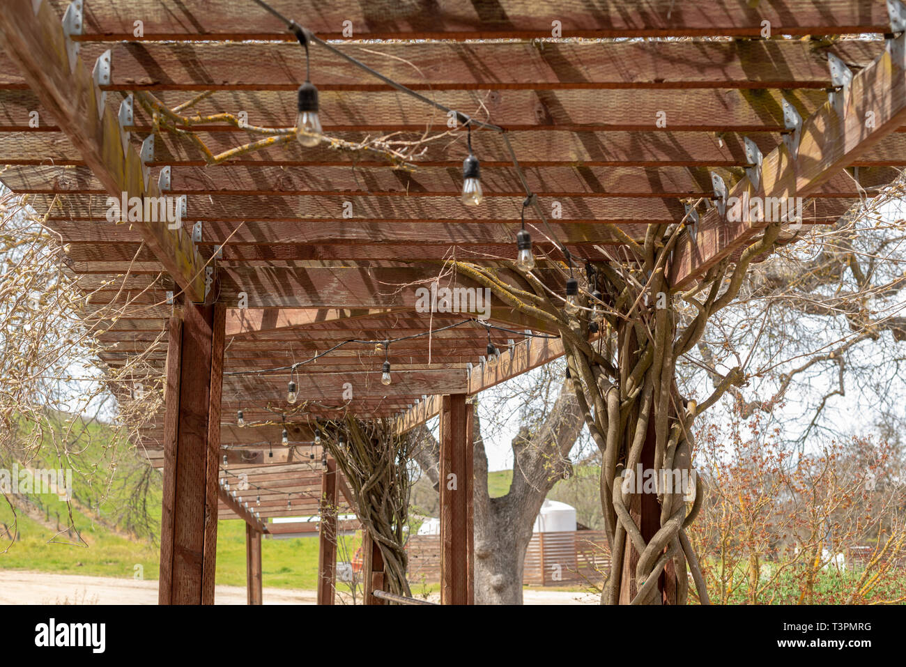 structure made of trusses trellice and lights in a tree full of ...