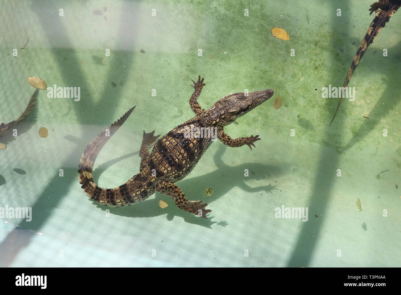 Crocodile farm pattaya thailand hi-res stock photography and images - Alamy
