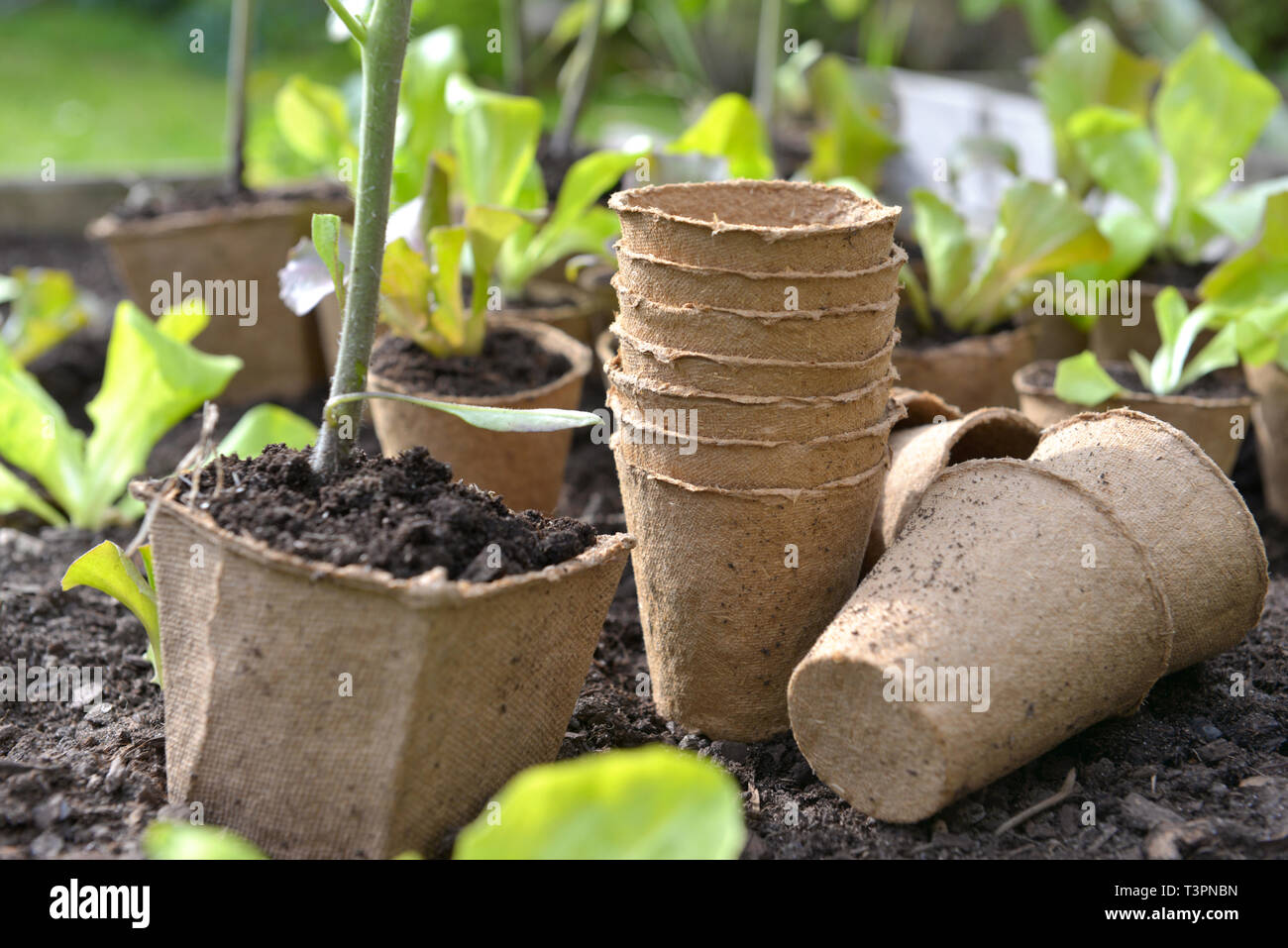 peat pots for seedling in garden on the ground Stock Photo - Alamy