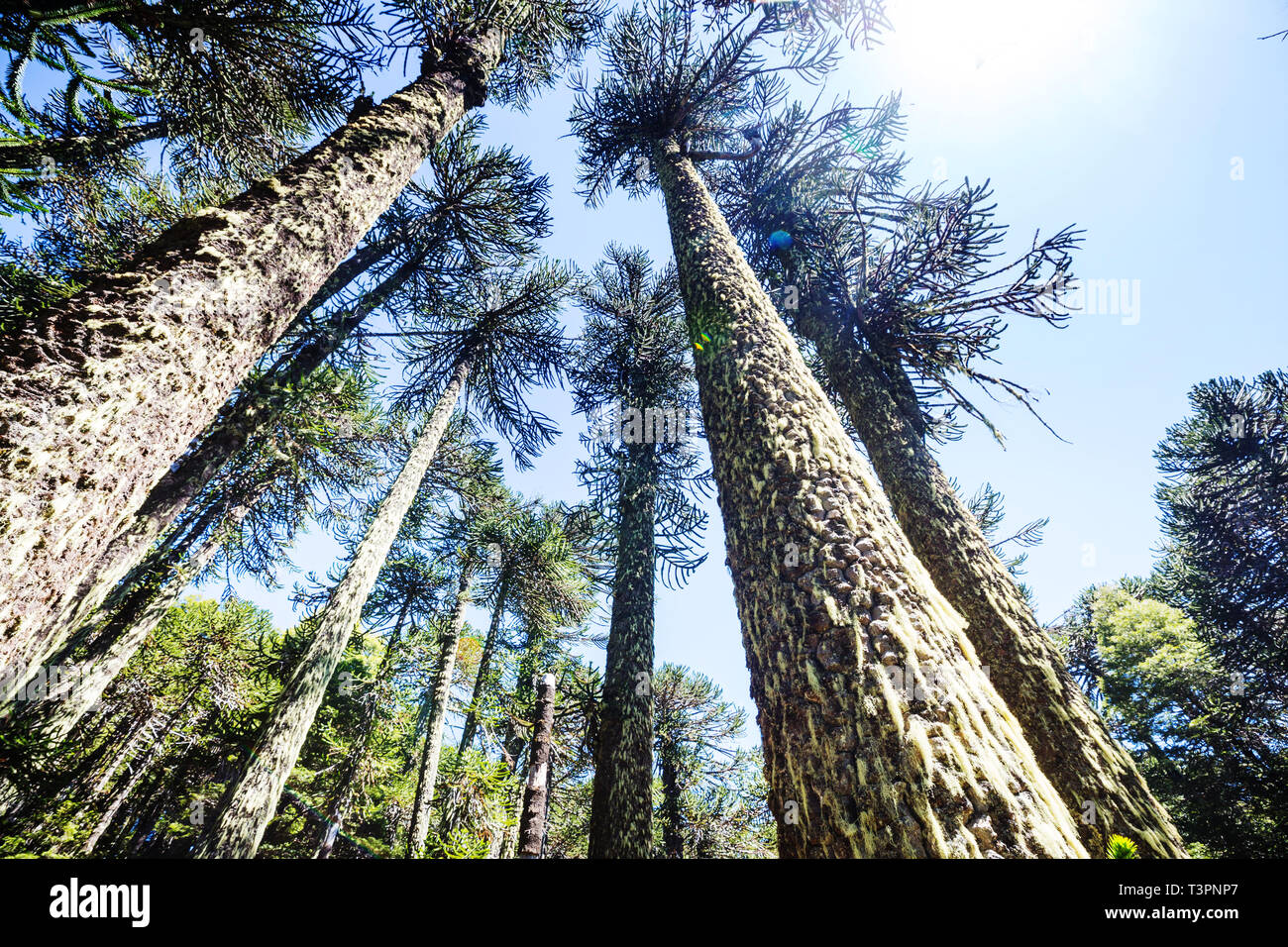 Araucaria trees hi-res stock photography and images - Alamy
