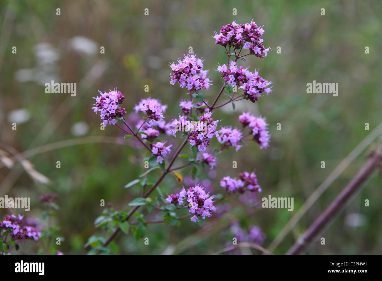 Decorative flowering plant verbena hi-res stock photography and images ...