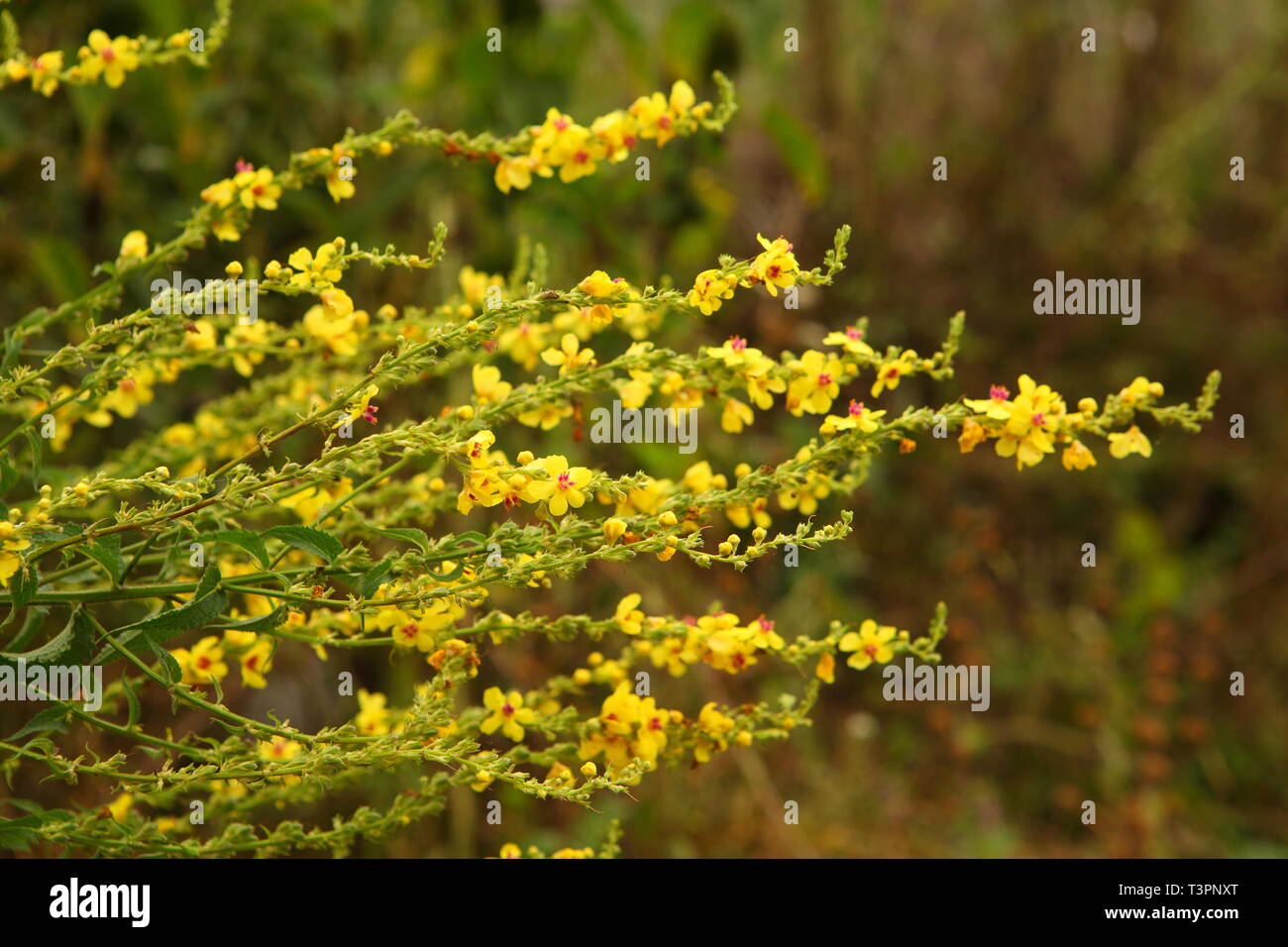 Golden rod plant insect hi-res stock photography and images - Alamy