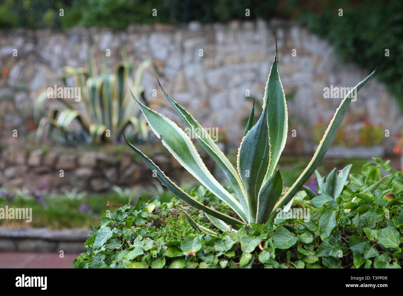 South american succulents hi-res stock photography and images - Alamy