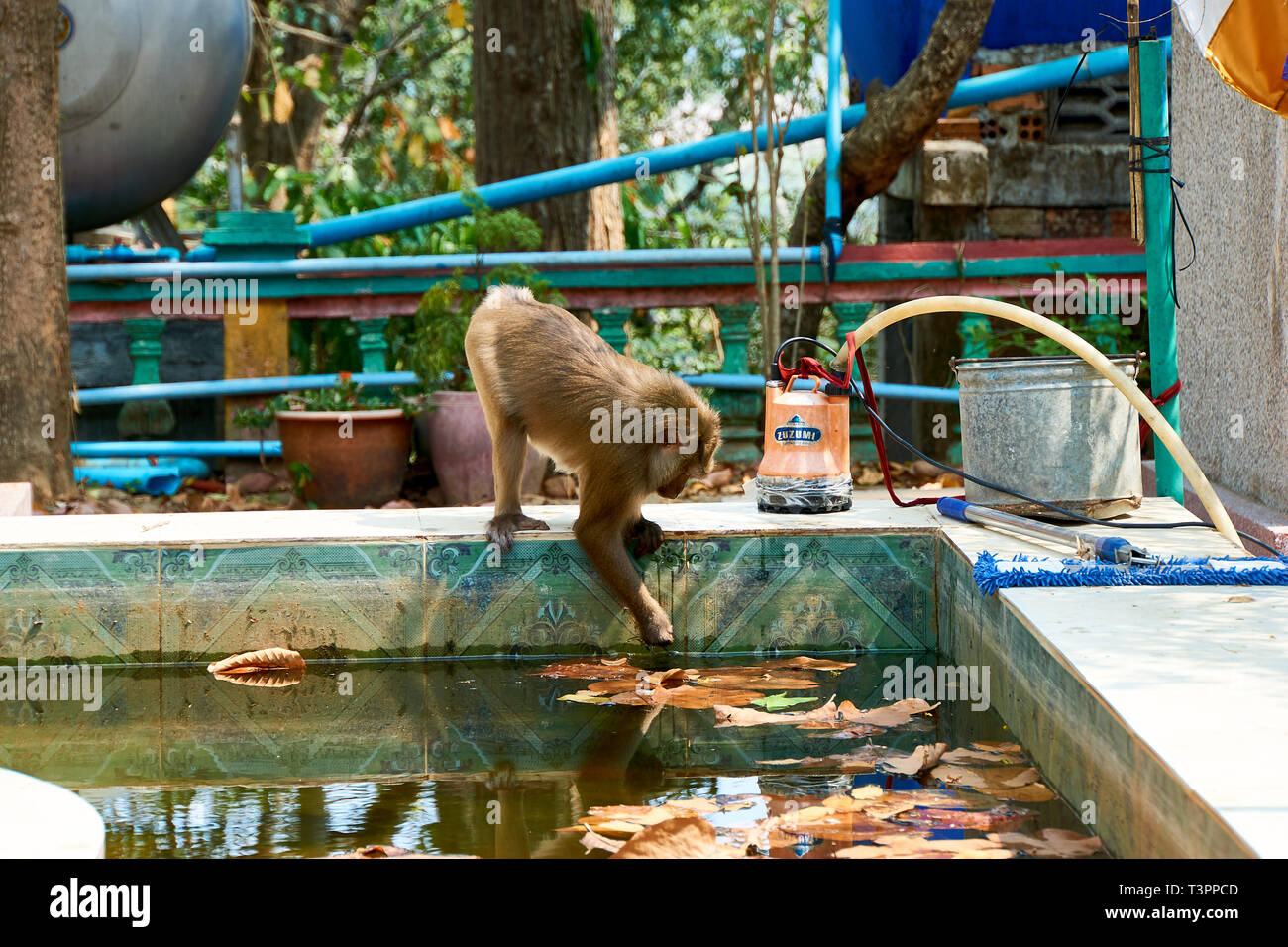 Sambok Pagoda, Kratie Cambodia Monkeys Stock Photo - Alamy