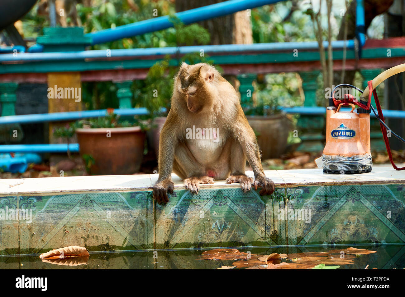 Cambodia monkeys hi-res stock photography and images - Alamy