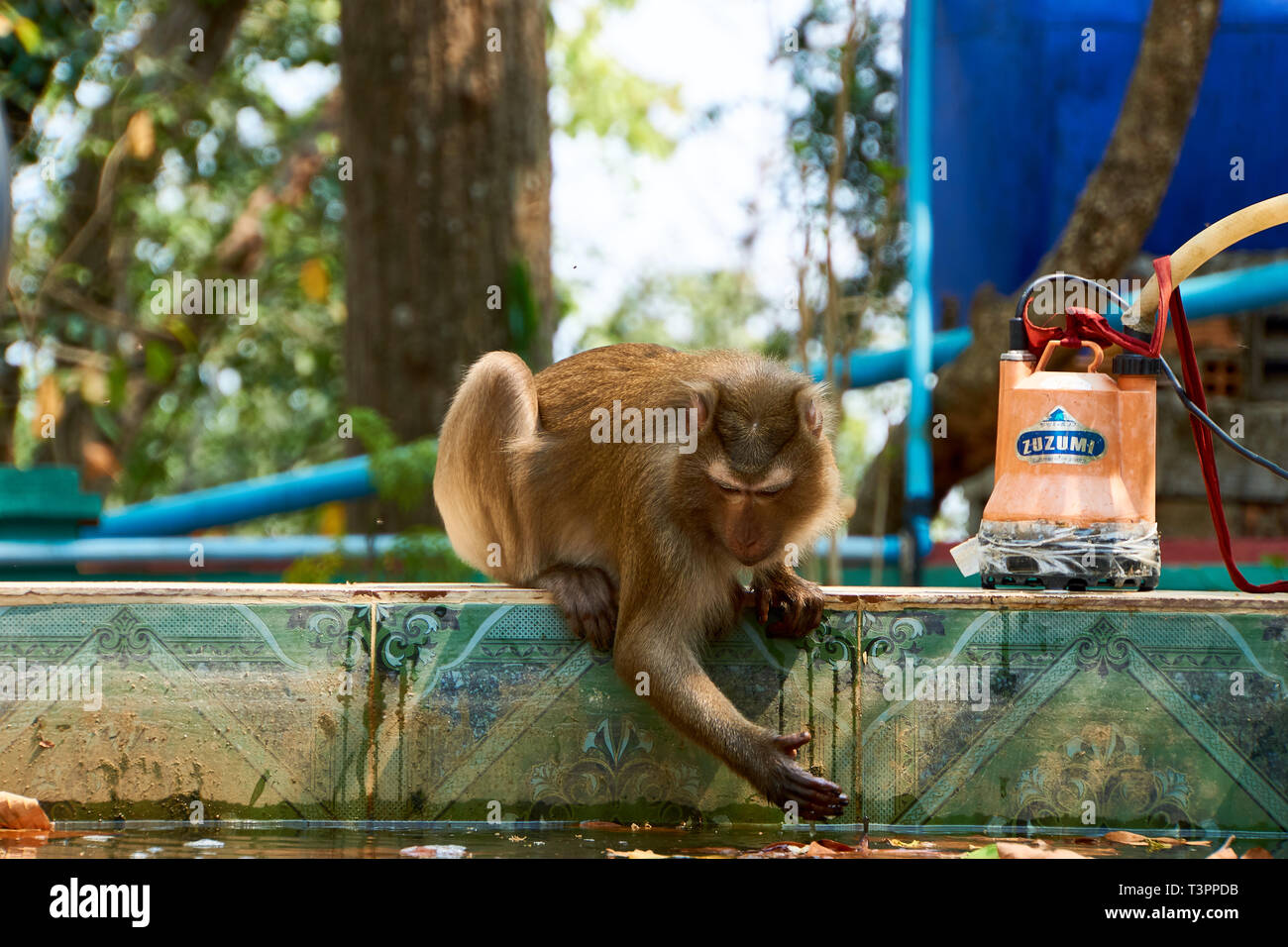 Sambok Pagoda, Kratie Cambodia Monkeys Stock Photo - Alamy