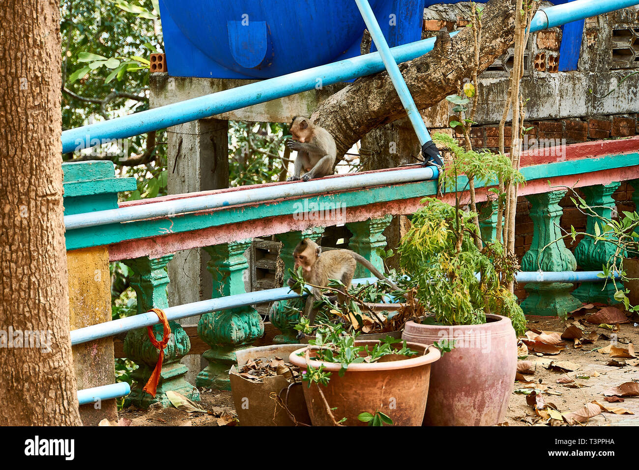 Sambok Pagoda, Kratie Cambodia Monkeys Stock Photo - Alamy