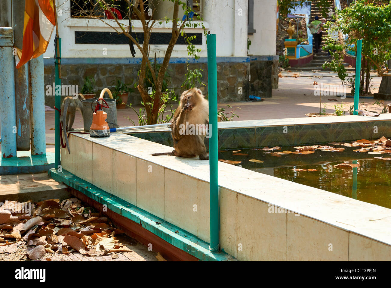 Sambok Pagoda, Kratie Cambodia Monkeys Stock Photo - Alamy