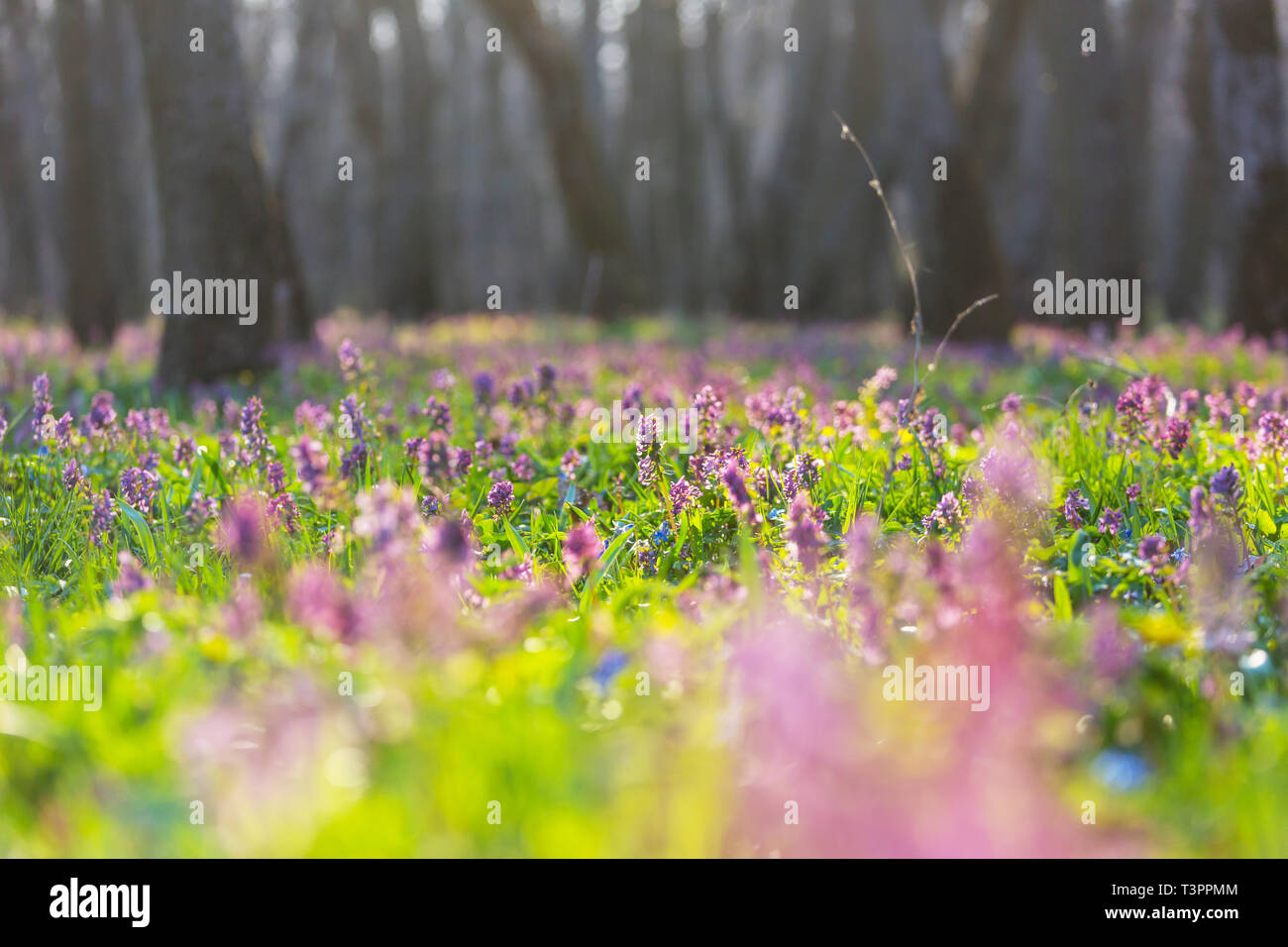 Beautiful woodland landscapes. Spring flowers In the forest Stock Photo ...