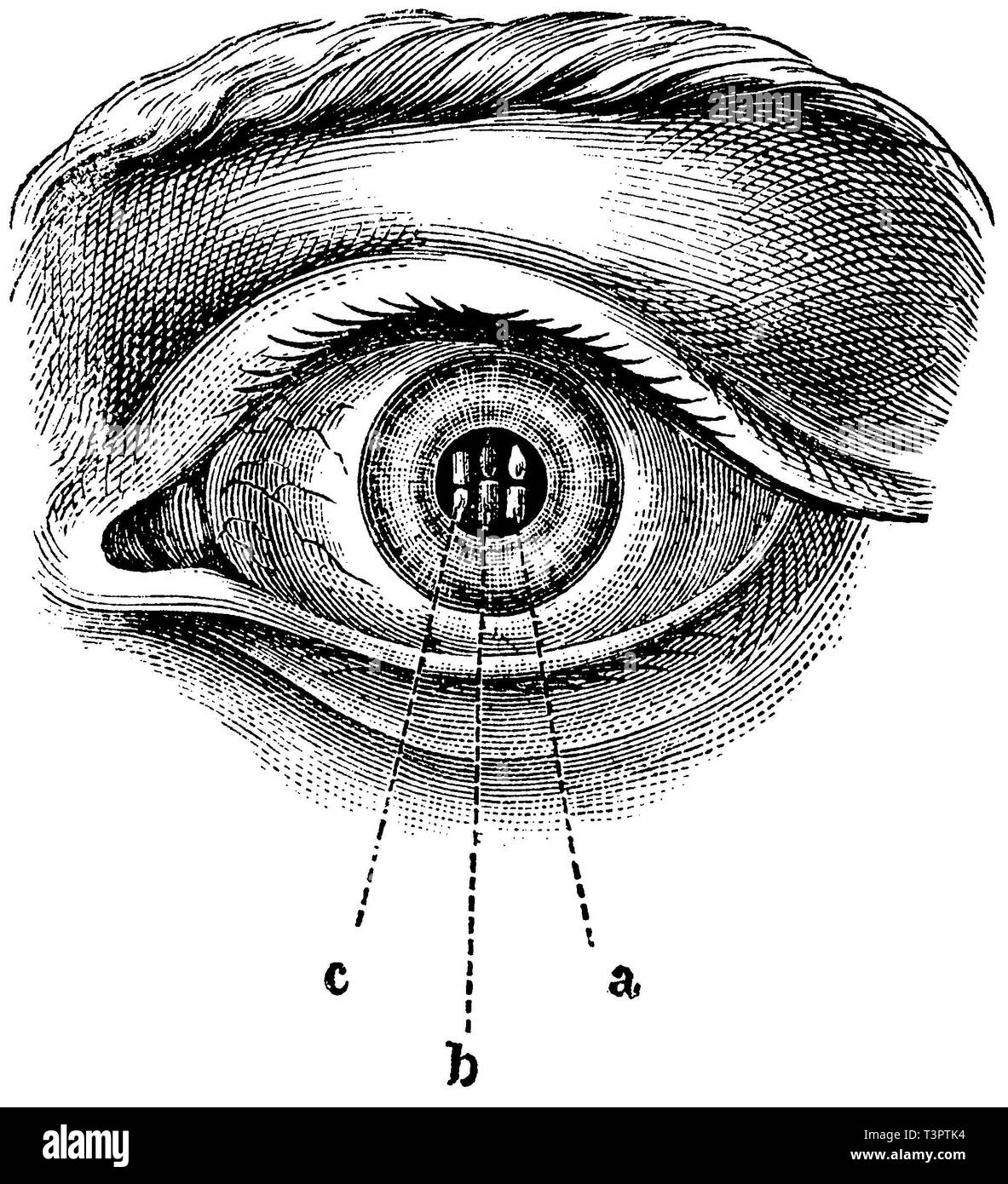 Hand anatomie illustration Black and White Stock Photos & Images - Alamy