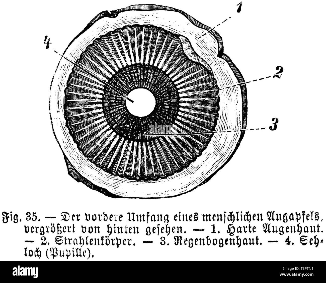 Skin 2 Black and White Stock Photos & Images - Alamy