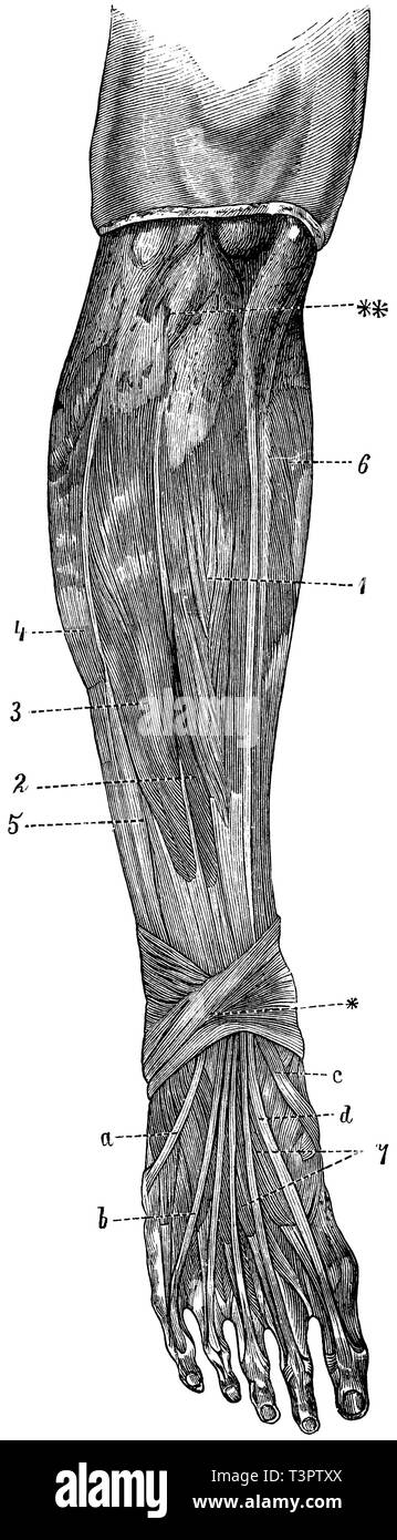 Muscles In The Front Of The Leg
