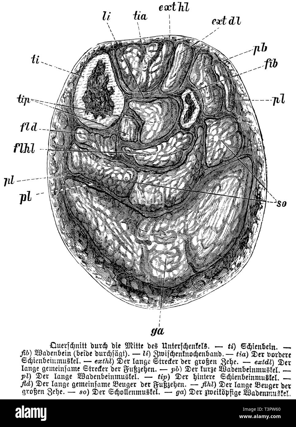 Lower leg: cross section through the middle, anonym 1887 Stock Photo ...