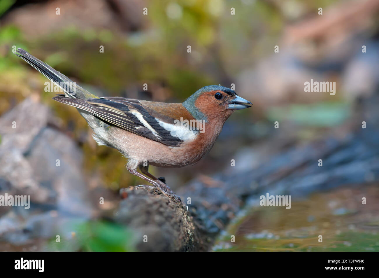 Male plumage chaffinch hi-res stock photography and images - Alamy