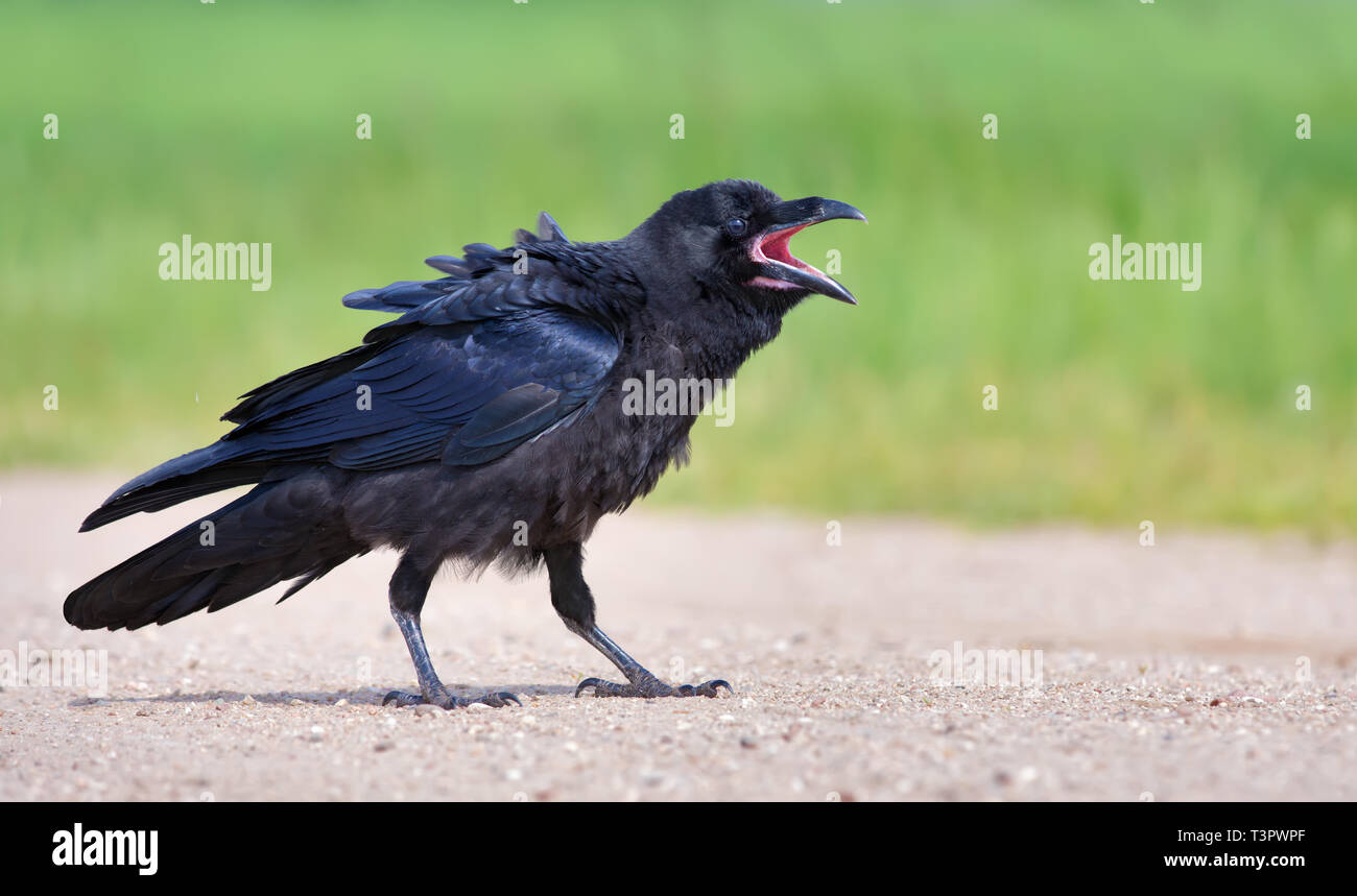 Raven vocalization hi-res stock photography and images - Alamy