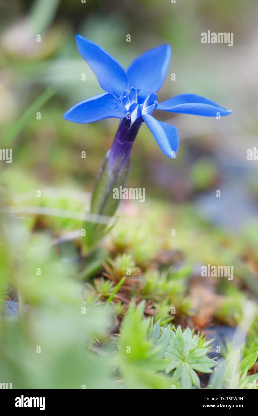 Beautiful blue flower Gentiana verna. Plant mountainous Caucasus ...