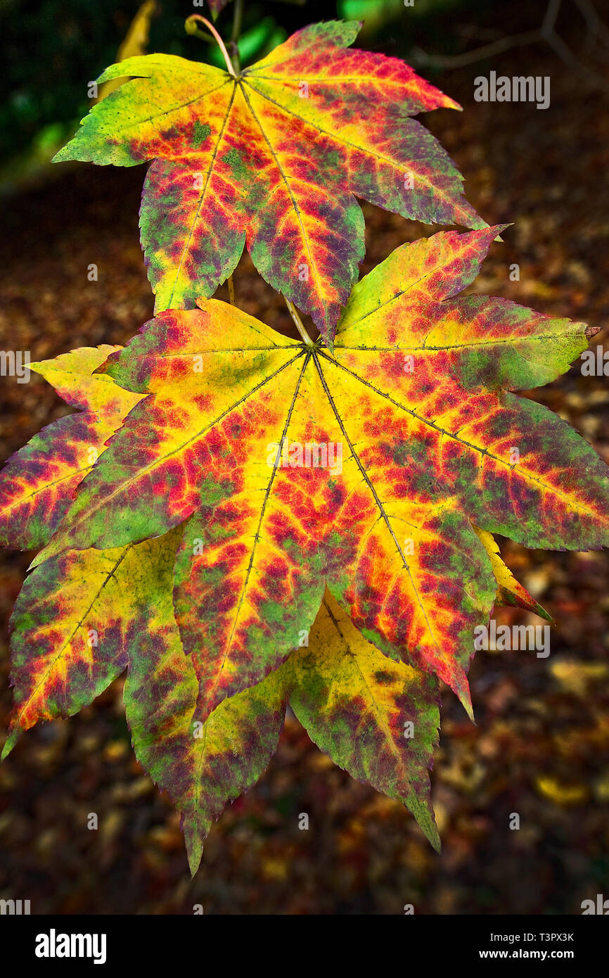 English maple tree hi-res stock photography and images - Alamy