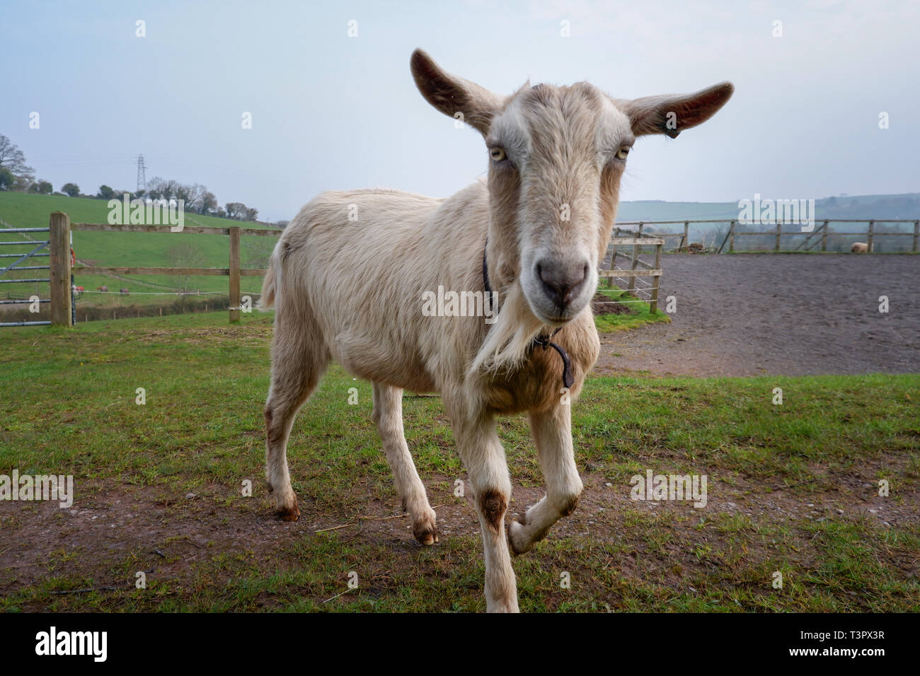 Portrait of a billy goat looking at the camera Stock Photo - Alamy