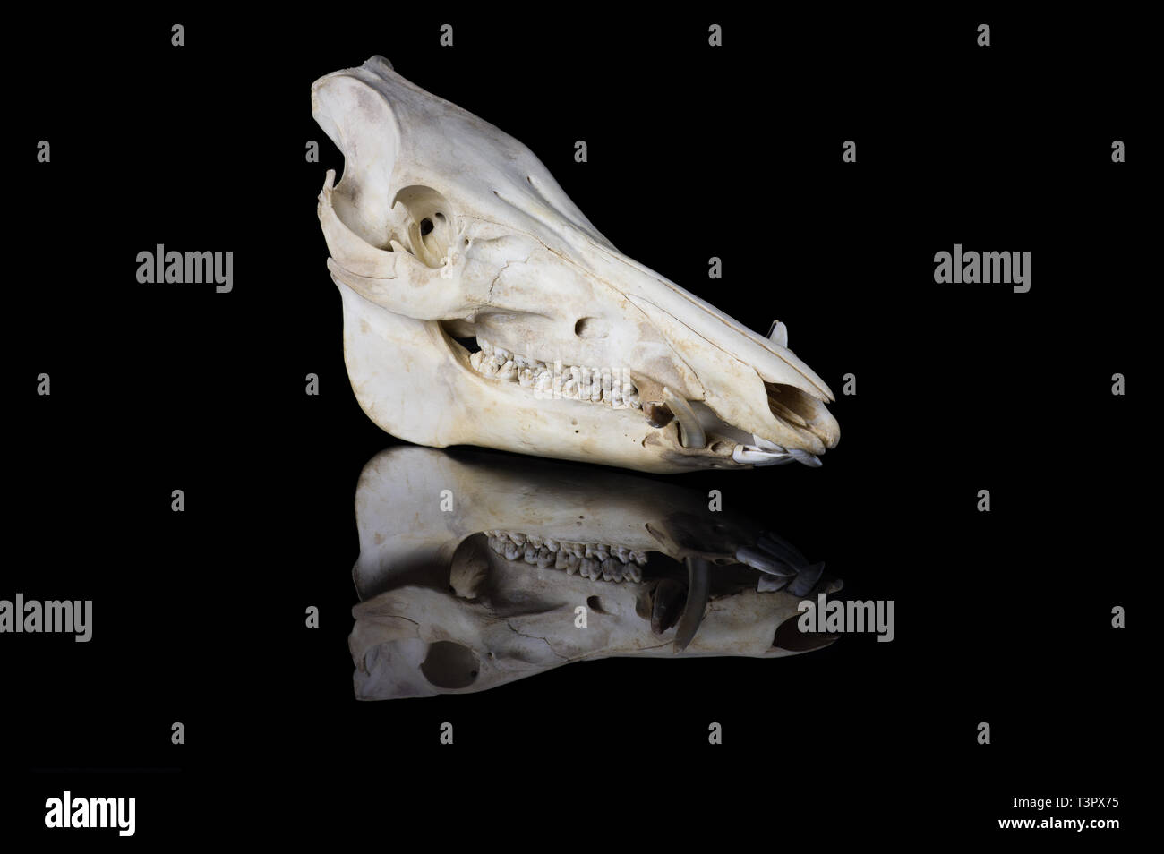 boar skull isolated black background with mirror reflection Stock Photo ...