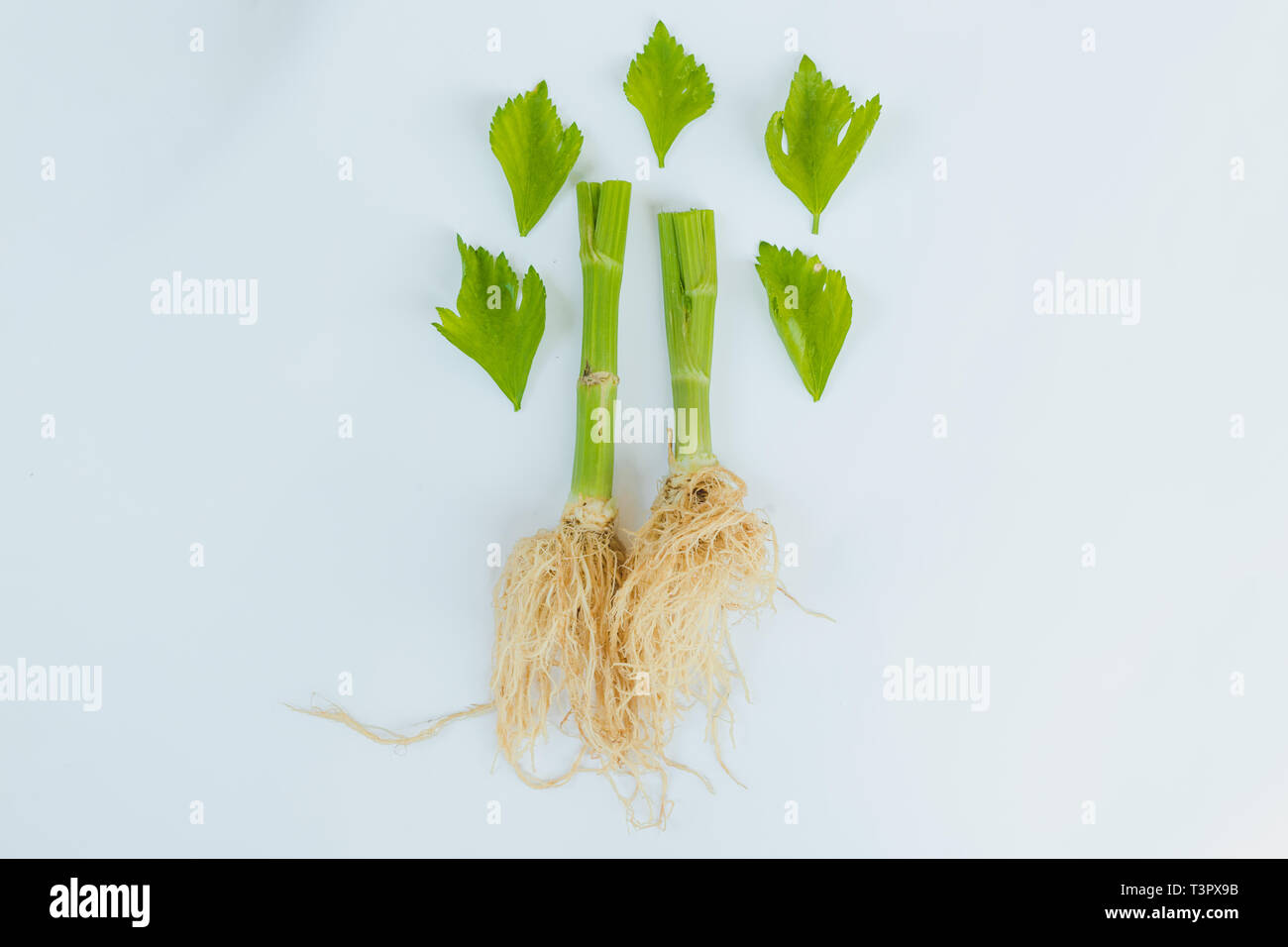 fresh green celery vegetable of celery root on white background with ...