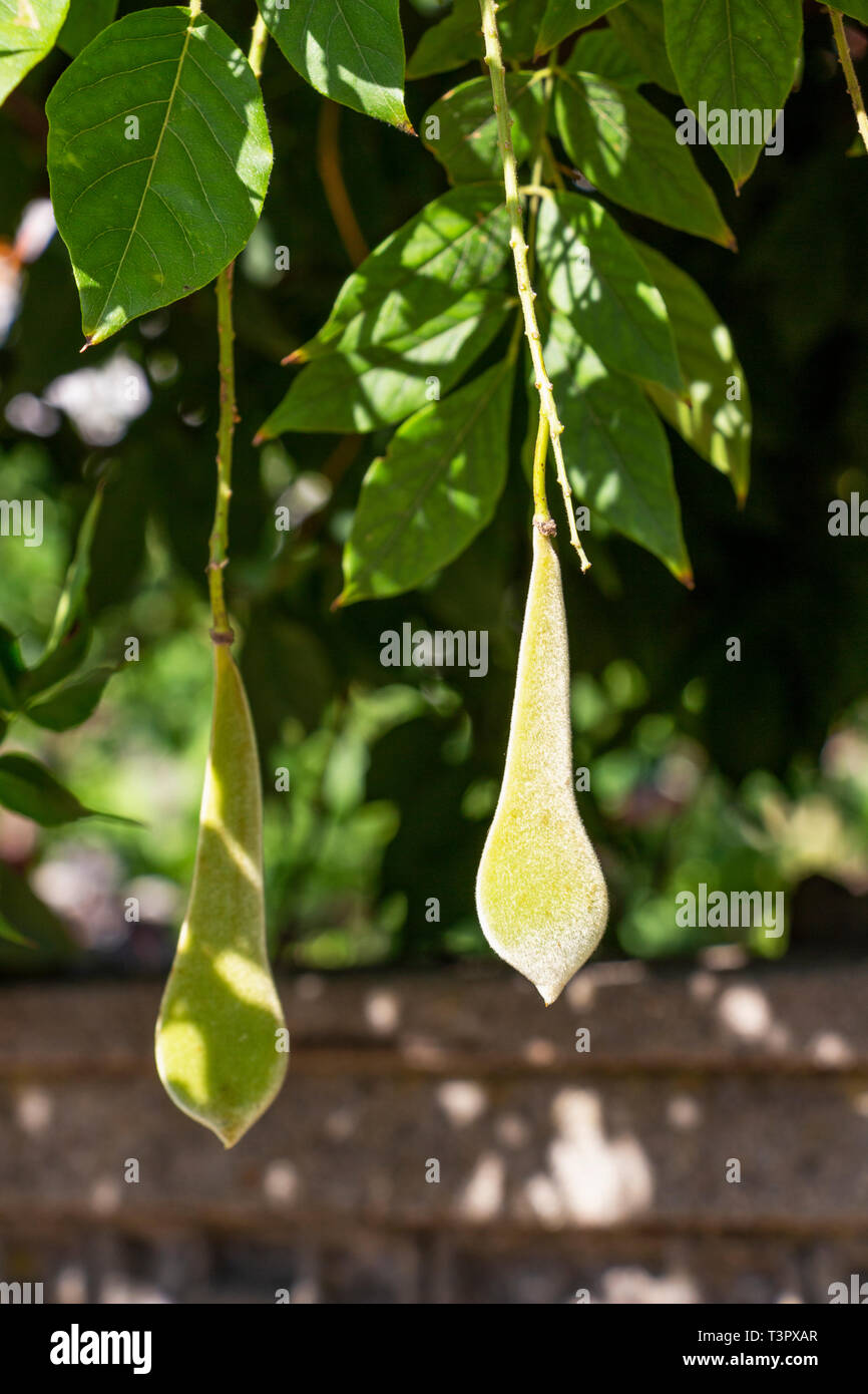 Wisteria Plant Wisteria Sinensis High Resolution Stock Photography and ...