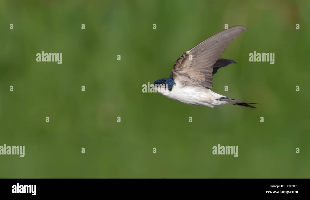 Common House Martin in very fast flight with lifted wings Stock Photo ...