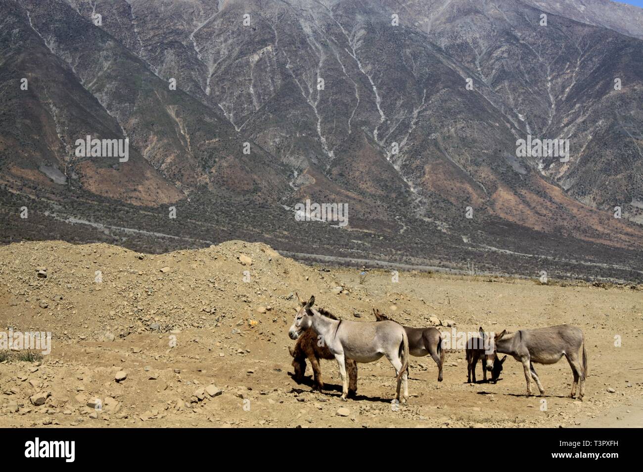 Feral Donkey High Resolution Stock Photography and Images - Alamy
