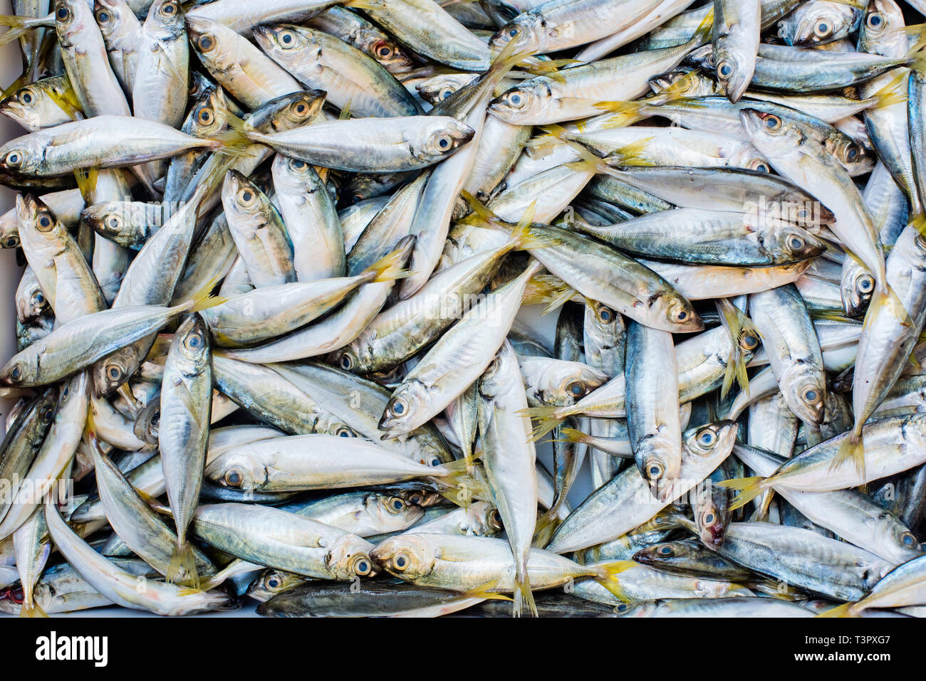 Fish in a box hi-res stock photography and images - Alamy