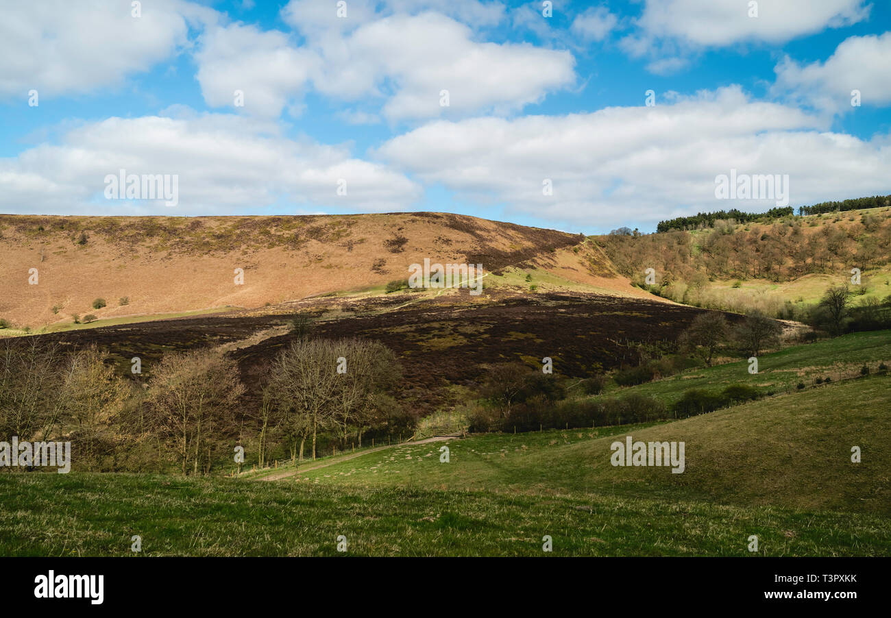 Beautiful walk through the North York Moors with trees, grasses, and ...