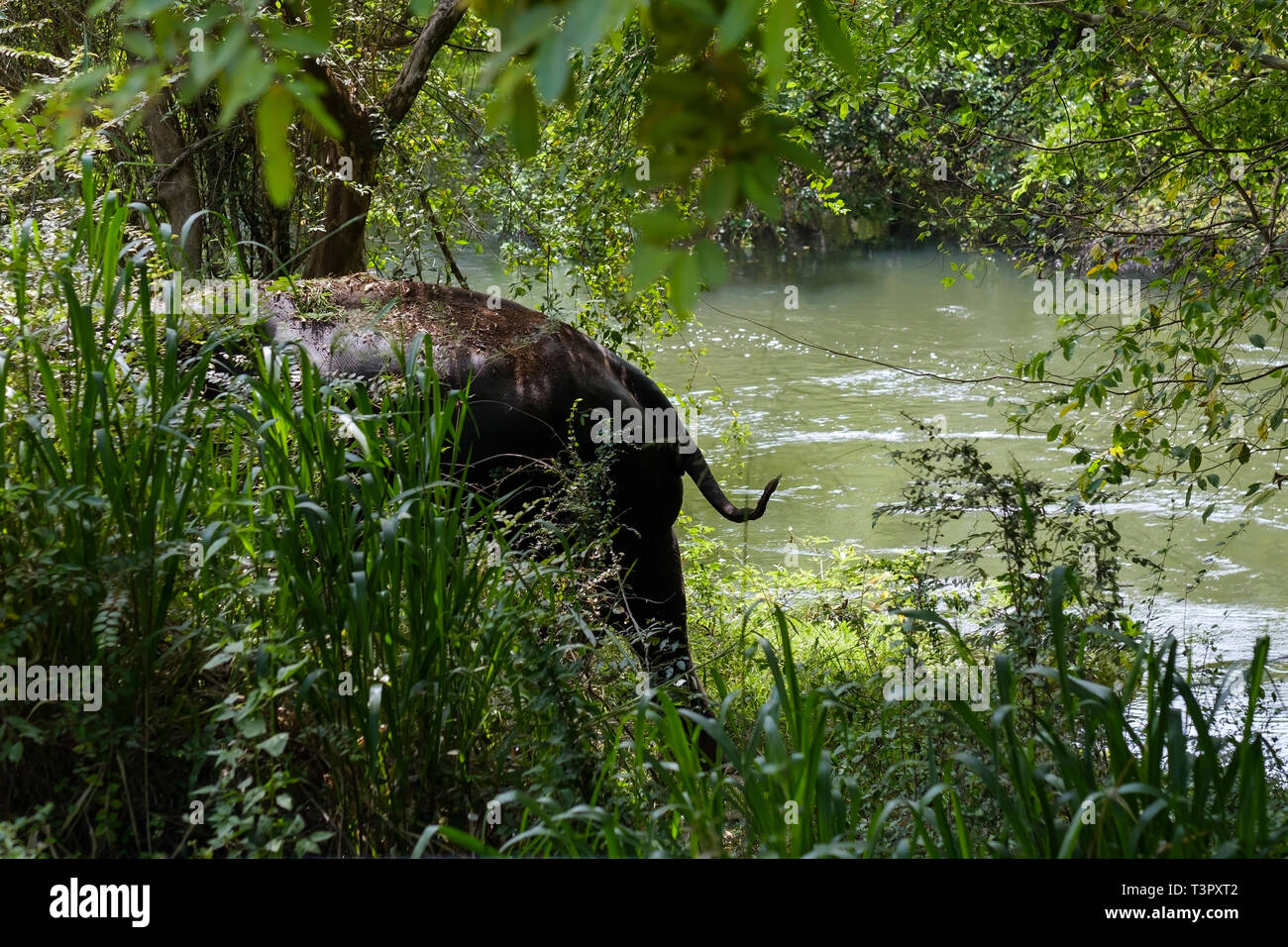 Asiatic elephant hiding in the green forest near river Stock Photo - Alamy