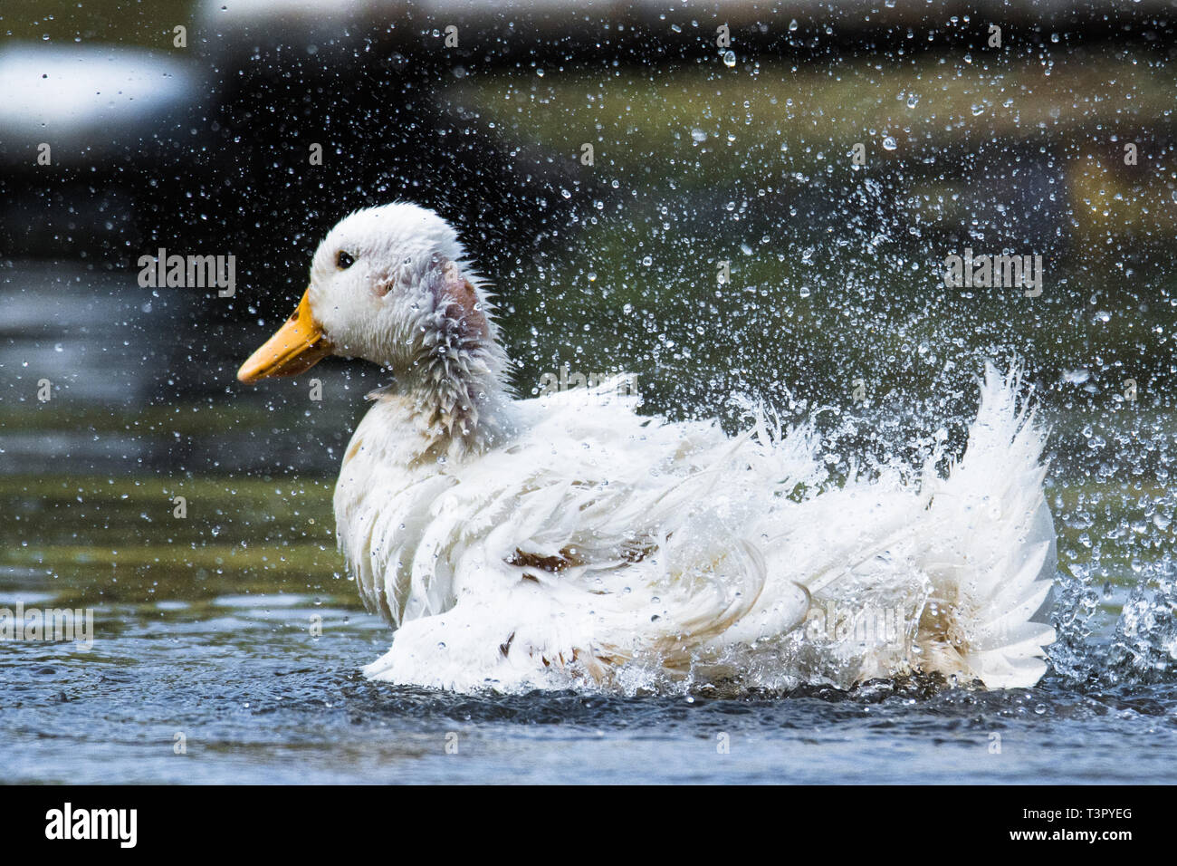 Sea duck hunt hi-res stock photography and images - Alamy