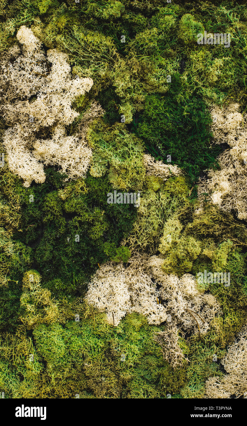 Close up of moss in different colours Stock Photo - Alamy