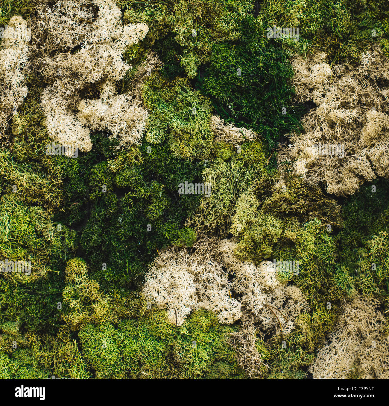 Moss in different colours hi-res stock photography and images - Alamy