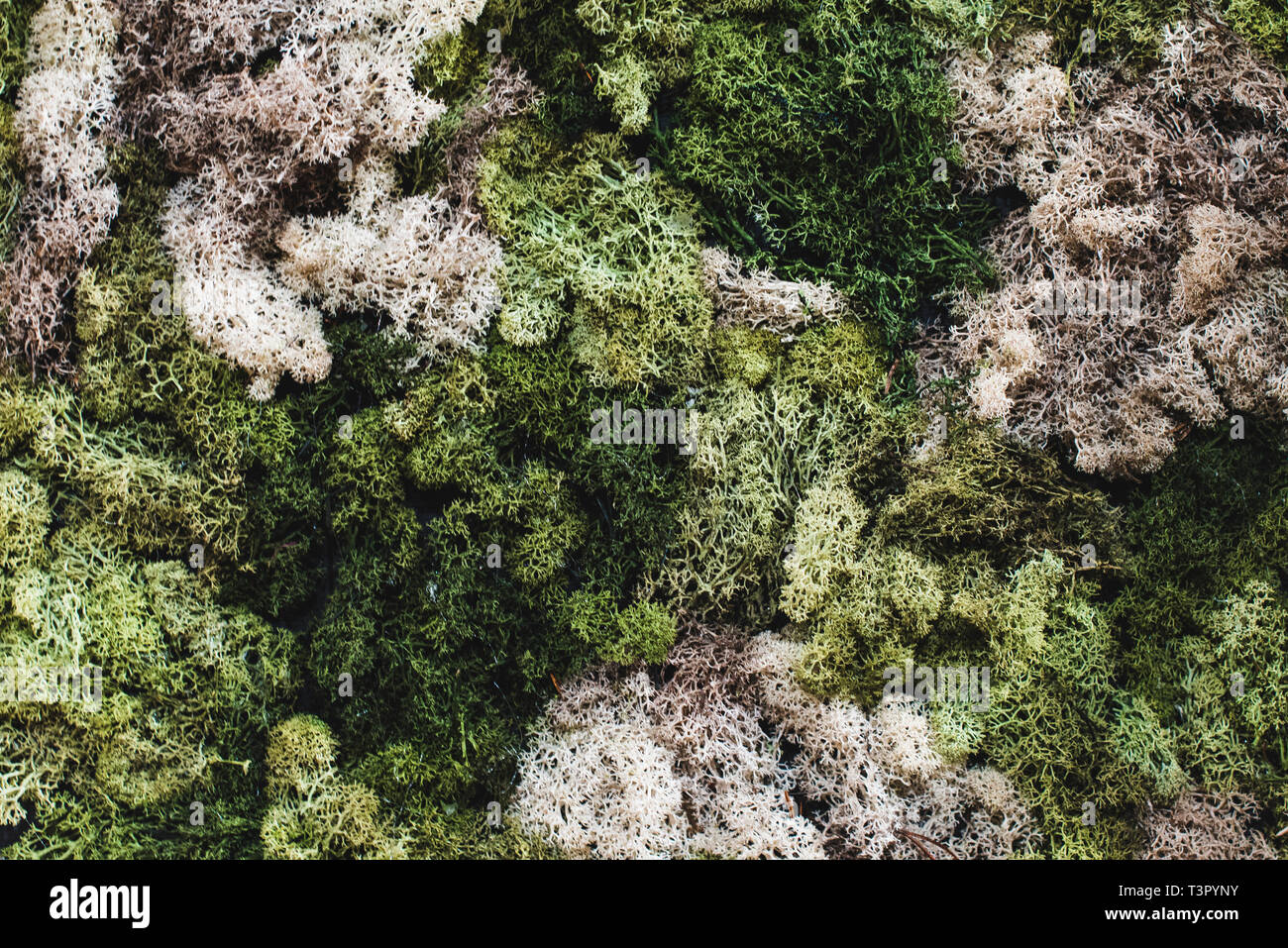 Moss In Different Colours High Resolution Stock Photography and Images ...