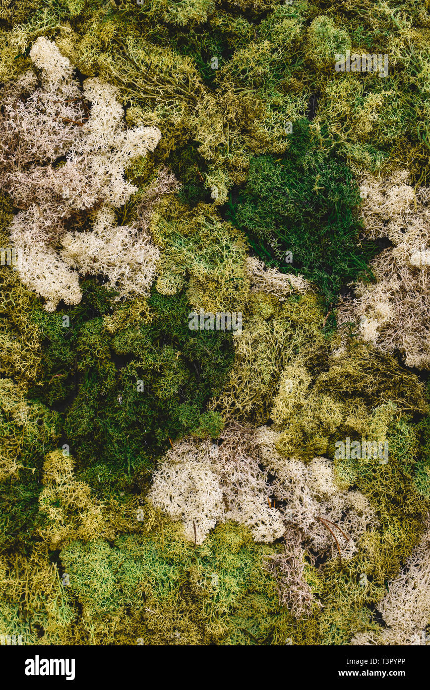 Moss in different colours hi-res stock photography and images - Alamy