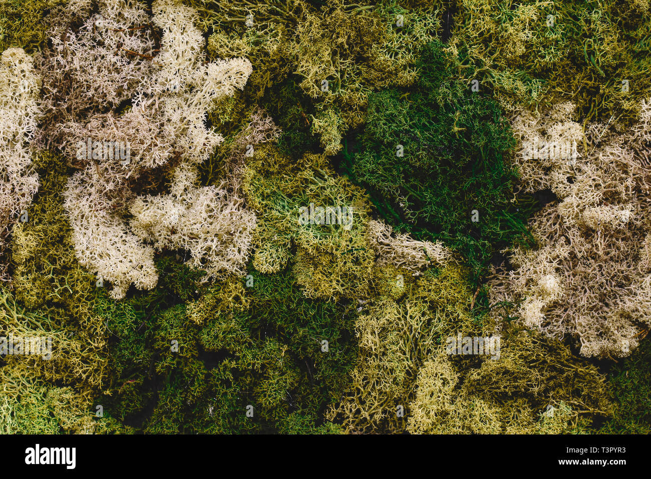 Moss in different colours hi-res stock photography and images - Alamy