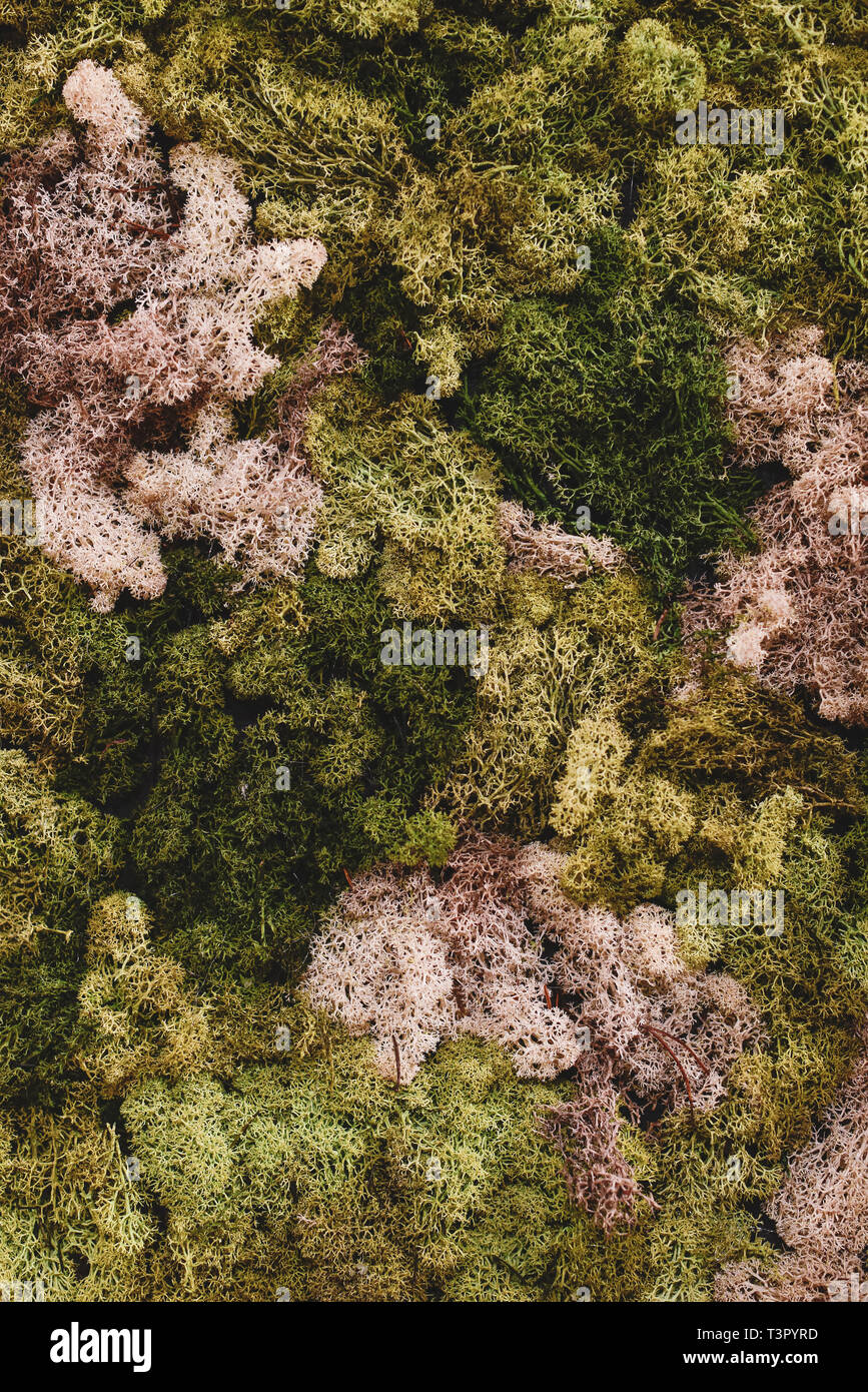 Moss in different colours hi-res stock photography and images - Alamy