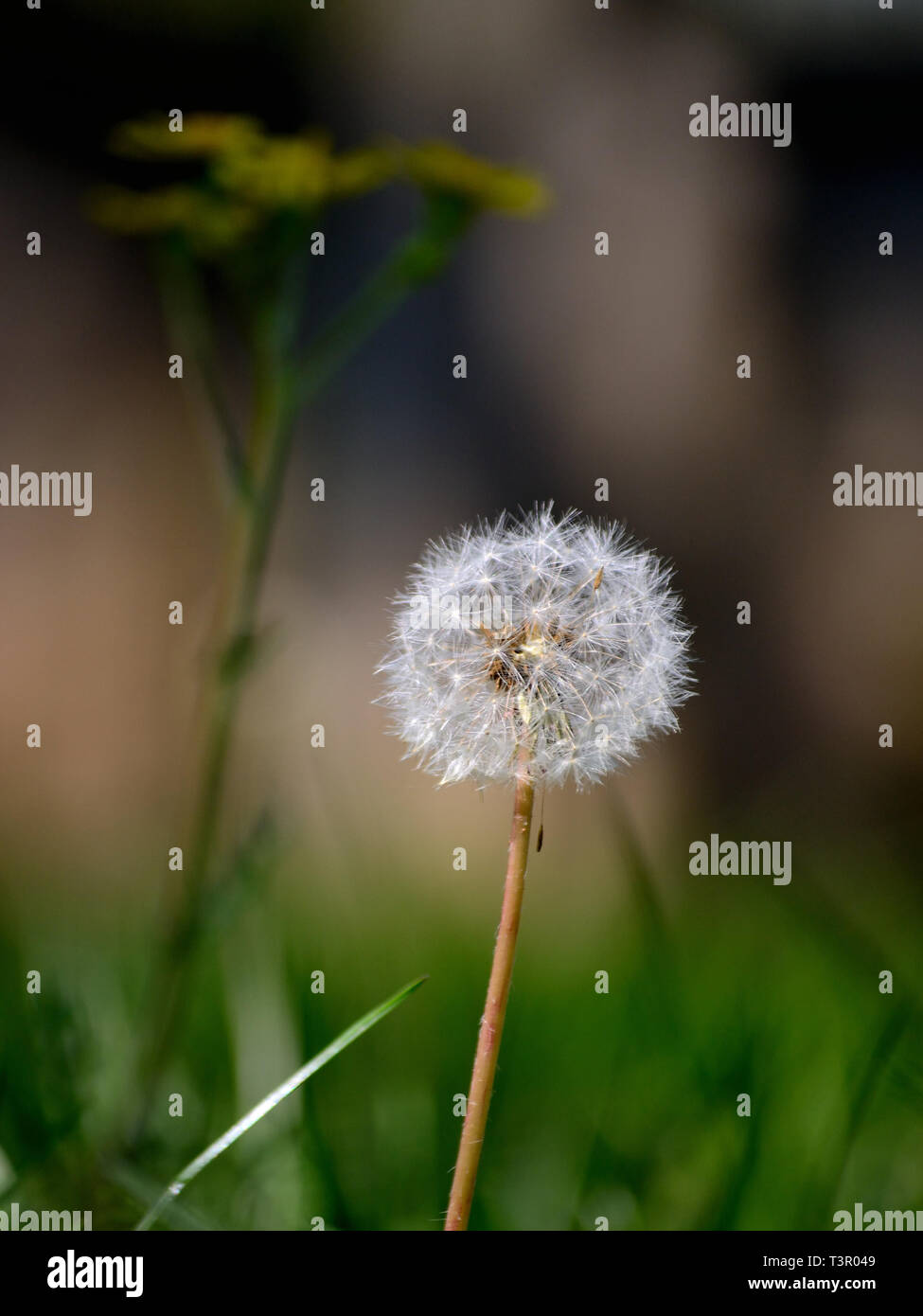 Pappus of dandelion,Taraxacum officinale Stock Photo - Alamy