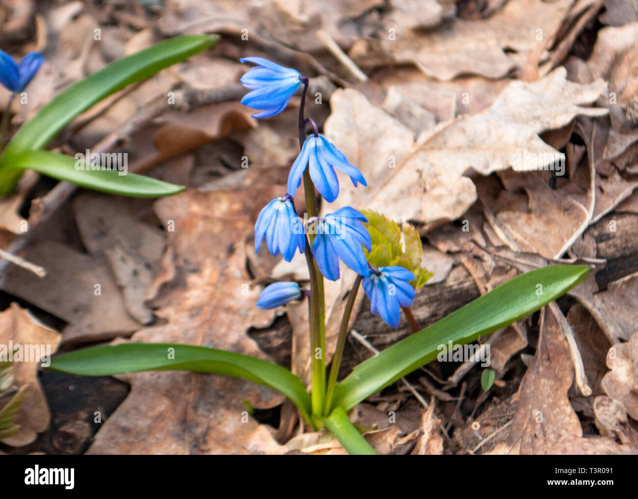 Blue snowdrop hi-res stock photography and images - Alamy