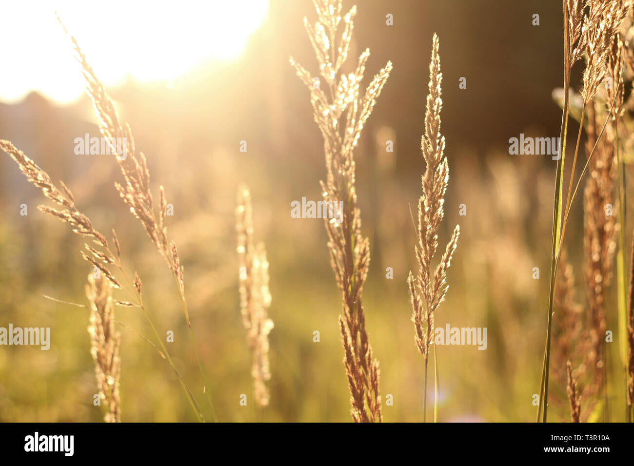 Golden grass field hi-res stock photography and images - Alamy
