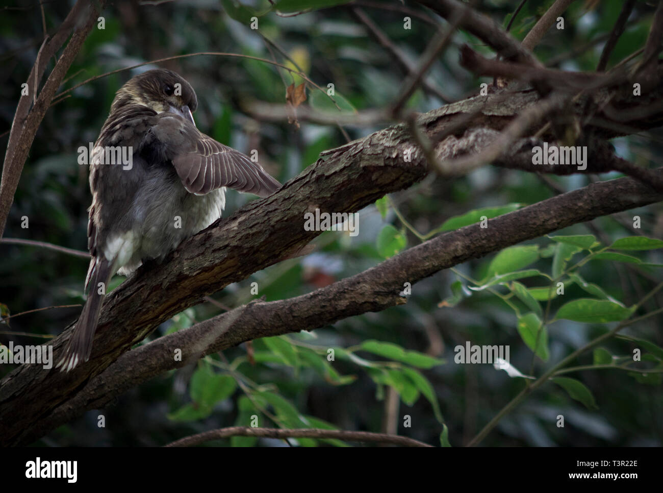 Australian Butcher Bird High Resolution Stock Photography and Images ...