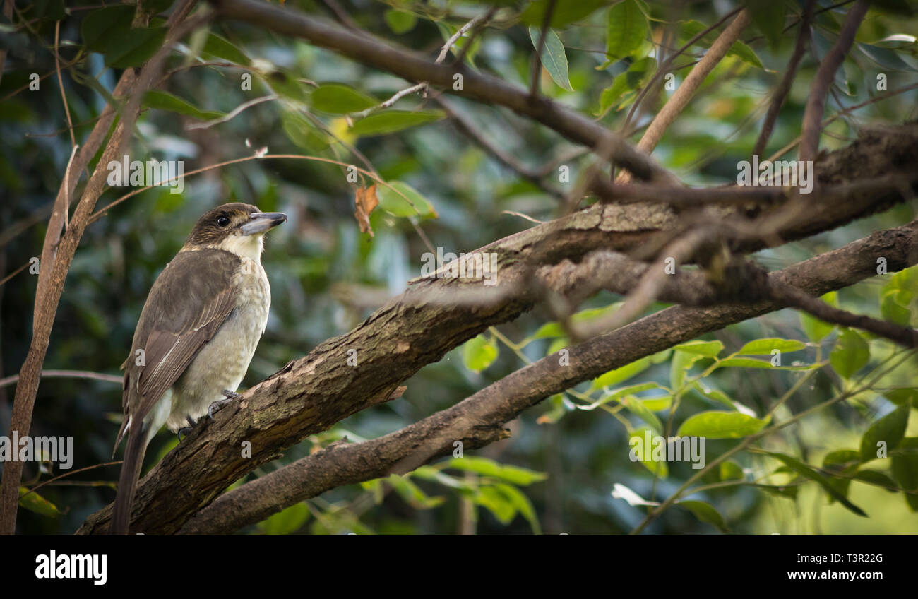 Australian butcher bird hi-res stock photography and images - Alamy