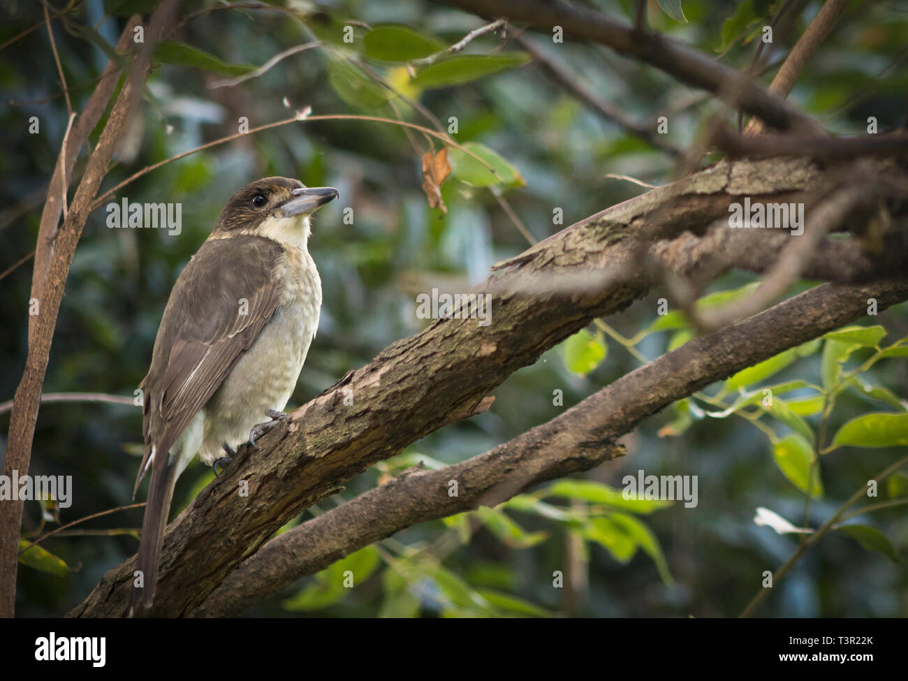Australian Butcher Bird (Cracticus torquatus Stock Photo - Alamy