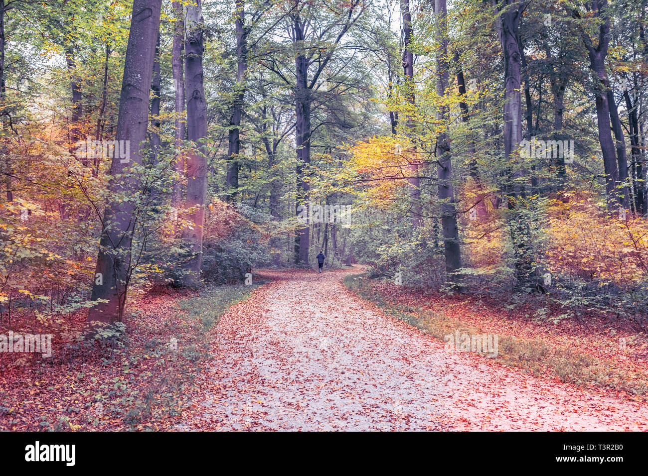 An Old Park at fall in Munich, Germany Stock Photo - Alamy