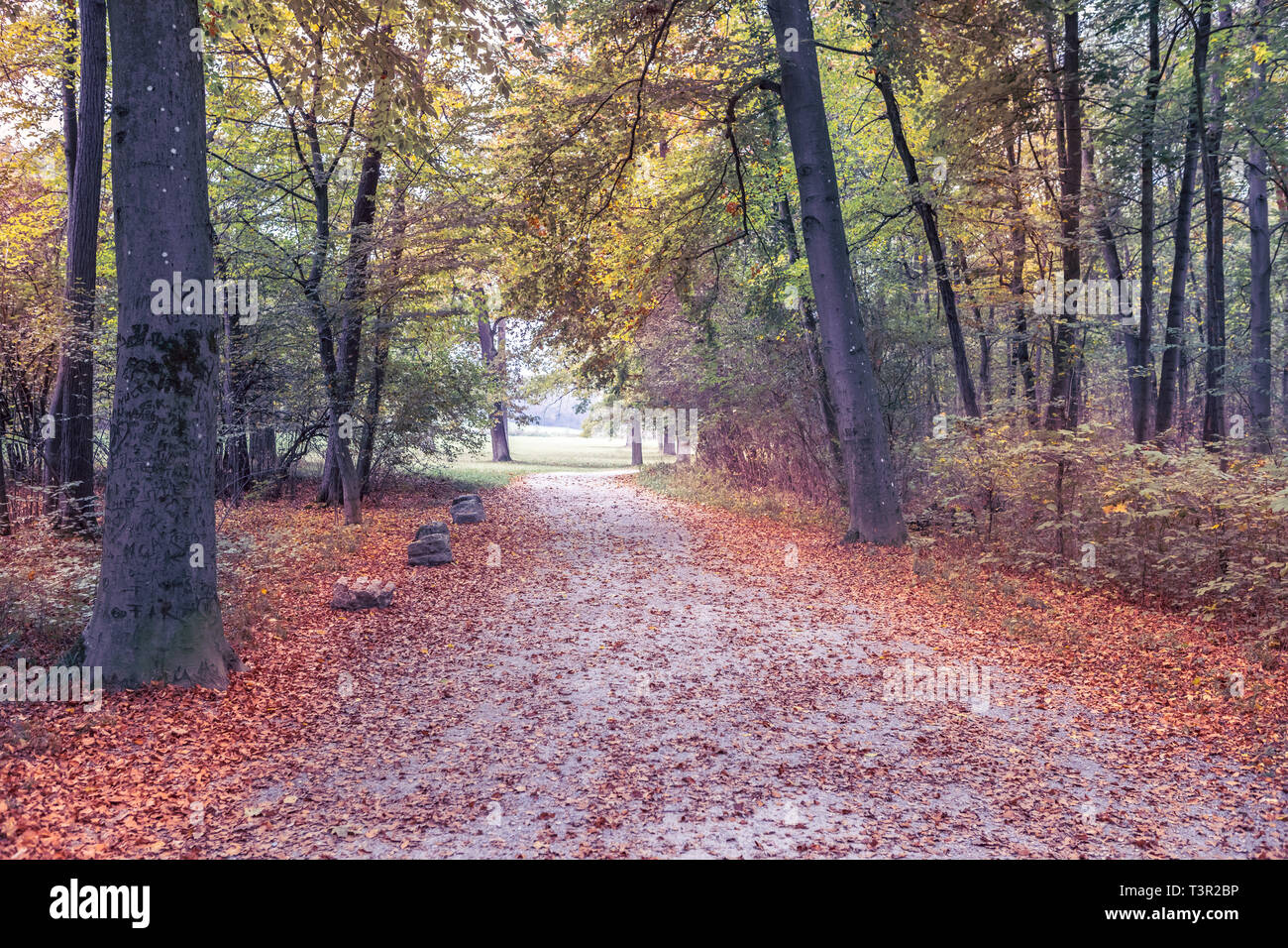 An Old Park at fall in Munich, Germany Stock Photo - Alamy