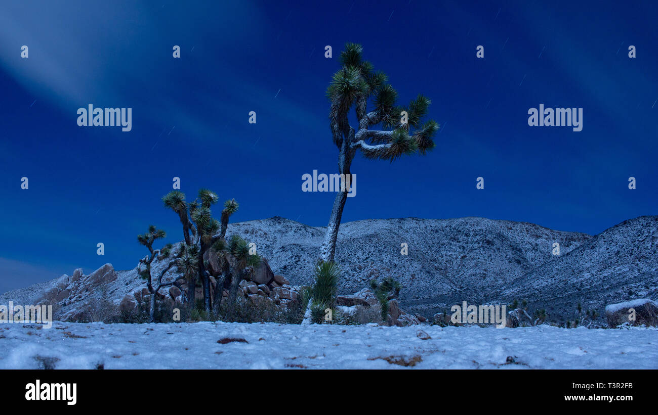 Joshua trees night hi-res stock photography and images - Alamy