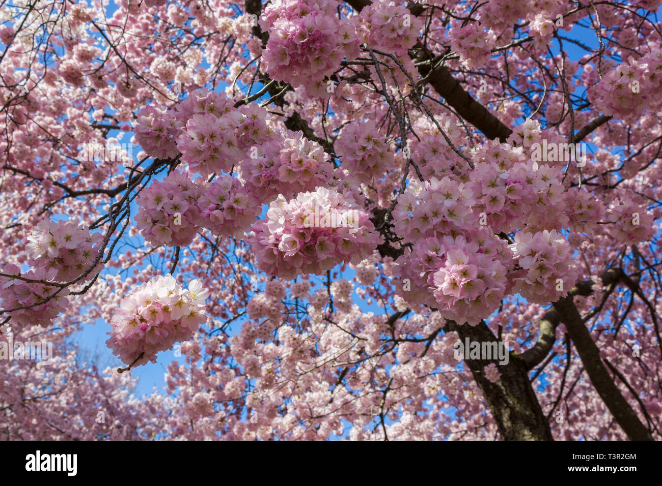 Dc flowers hi-res stock photography and images - Alamy